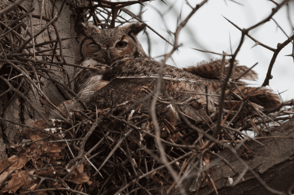 It’s Nesting Season for Great Horned Owls | Montana Natural History Center