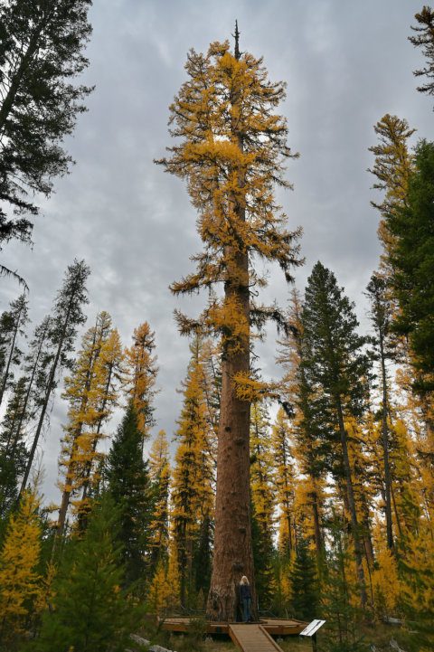 Gus, the Champion Larch | Montana Natural History Center