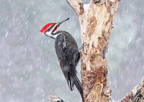 The Pileated Woodpecker: Red-Headed Wonder | Montana Natural History Center