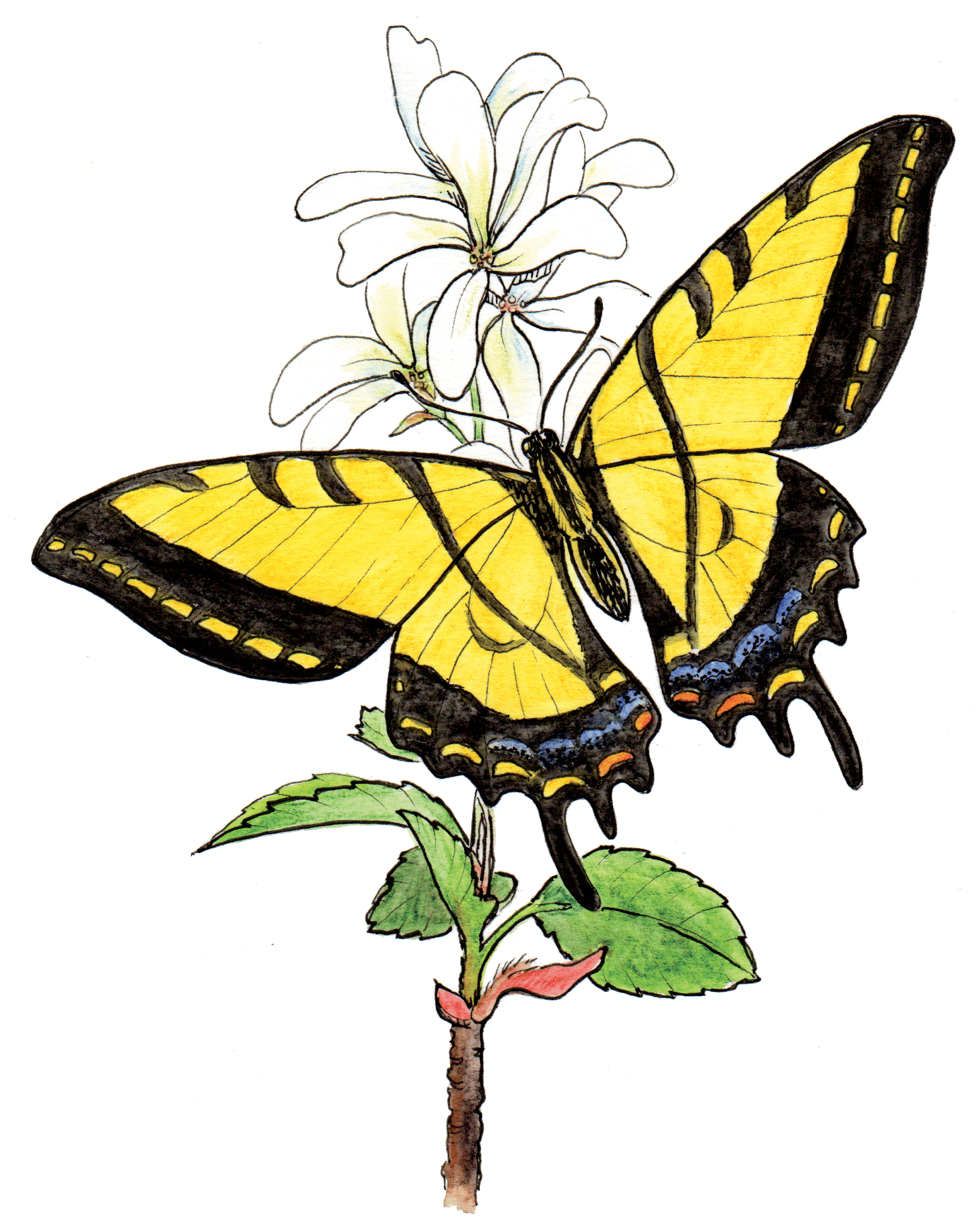 Swallowtail Bird Drawing