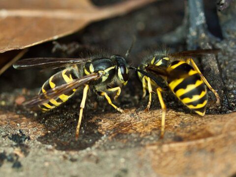 The Wasps Came In To Die | Montana Natural History Center