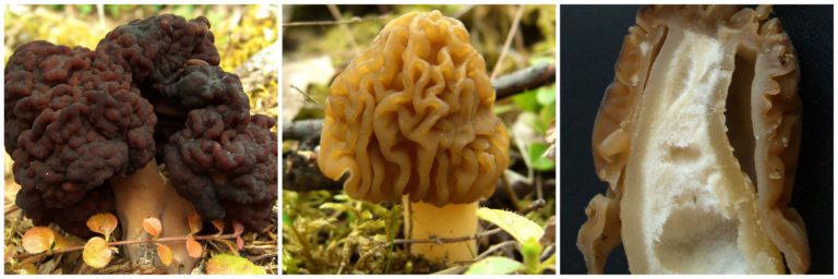 Hunting Morels in Montana | Montana Natural History Center