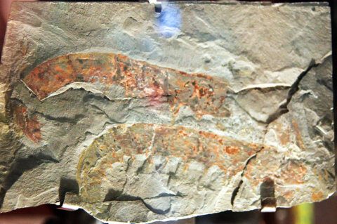 After a Million Years, a Lobster Is Loose | Montana Natural History Center
